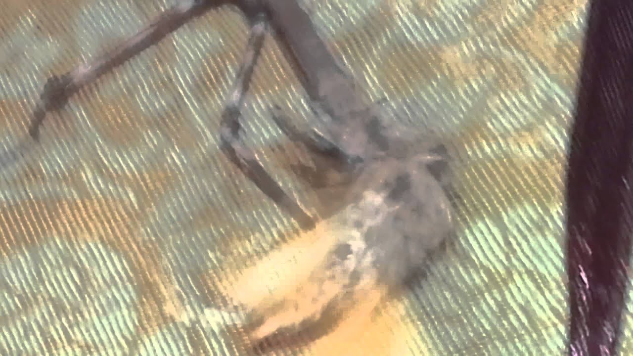 Chaeta eats big moth - YouTube