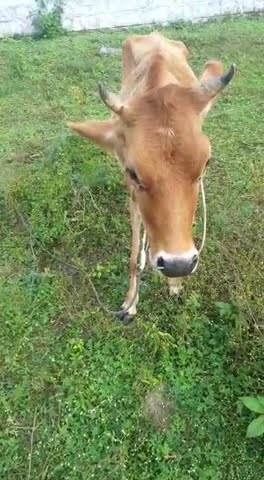 short mój brachol w Indiach. Krowa na zakwasie - YouTube
