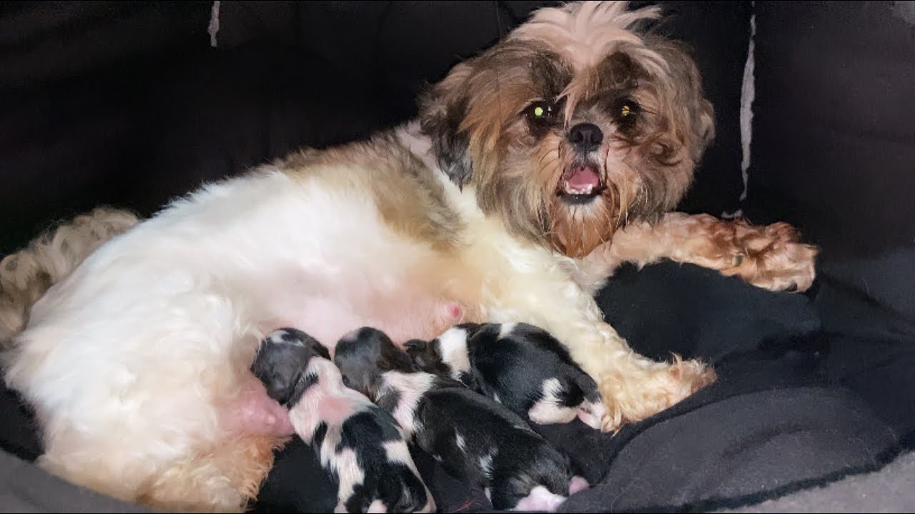 Shih Tzu Giving Birth At Home🏠ಕುಕು ಎಷ್ಟು ಮರಿ ಹಾಕಿದ್ದಾಳೆ ನೋಡಿ😳 ಮೈ ಜುಮ್ಮ್ ...