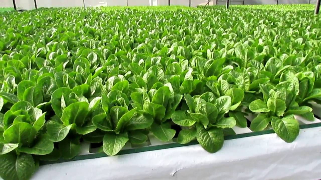 A Day In The Life Of A Hydroponic Gourmet Lettuce Grower - YouTube