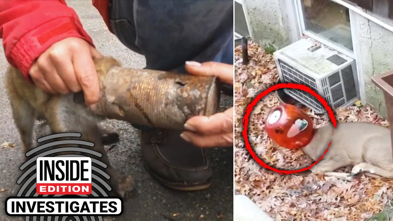 Rescuer Goes to Great Lengths to Save Animals in Distress - YouTube