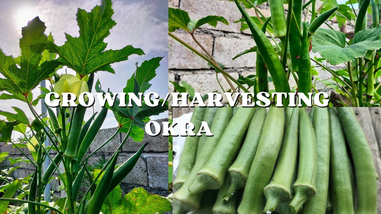 Okra Fruits in the Garden // Nasayang nga ba? - YouTube