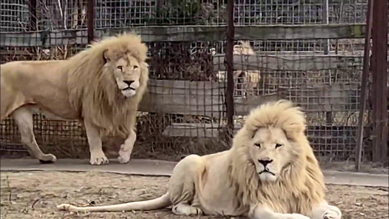 В вольере БЕЛЫХ ЛЬВОВ ! Новинка в парке -вольер НАШИ МАЛЫШИ ! - YouTube