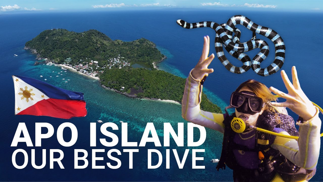 Our favorite dive ever | Scuba diving with venomous snakes in Apo ...