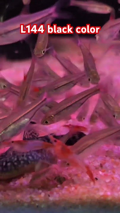 L144 ซัคเกอร์ - YouTube