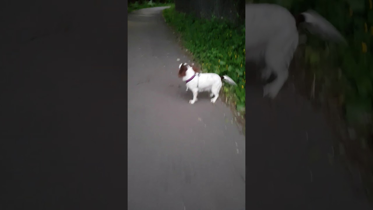 Taking my dog poppy a walk - YouTube