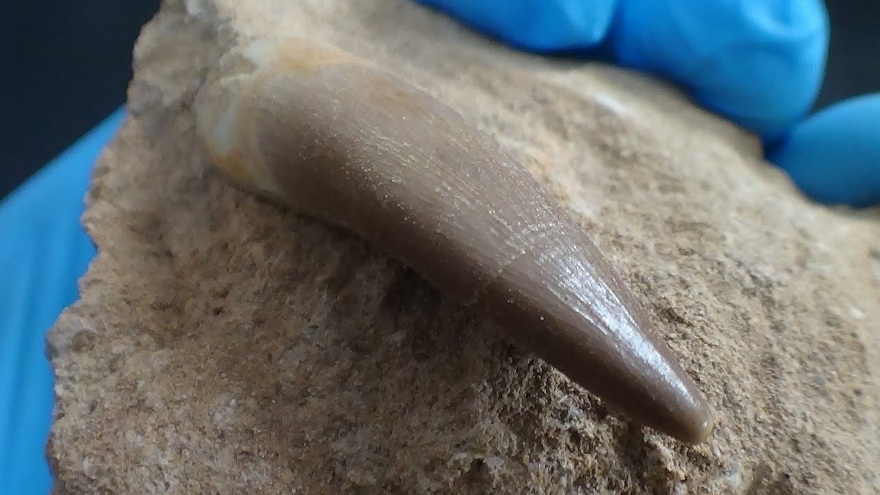 Safari Sam: Plesiosaur Tooth Fossil (Elasmosaurus) - YouTube