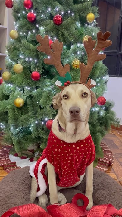 Vira lata in Navidad | Navidad perruna | Vira lata no Natal | Christmas dog - YouTube