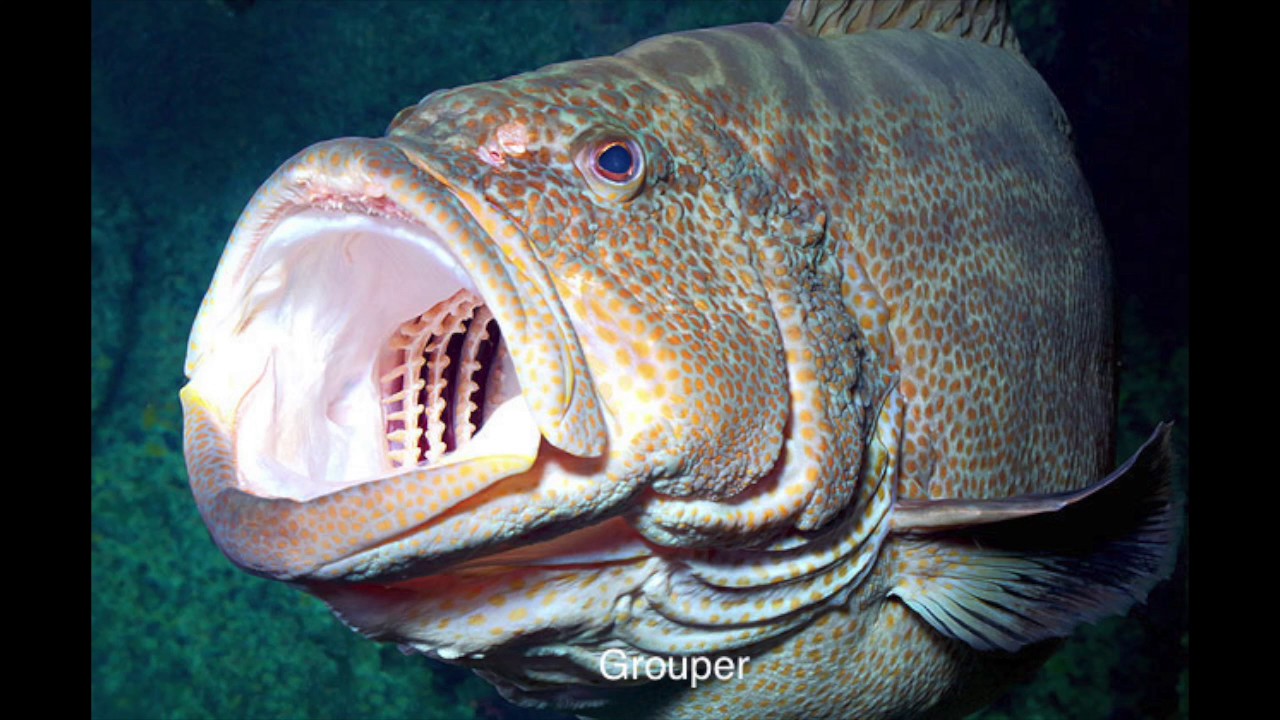 Bony Fish Project - YouTube