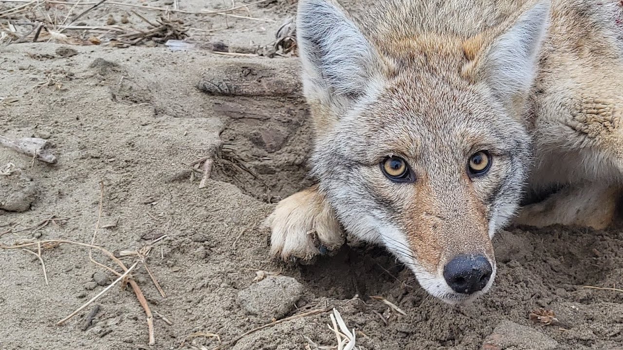 Coyote # 40 trapped! Using Trapper Js All Predator!! 44 over all ...