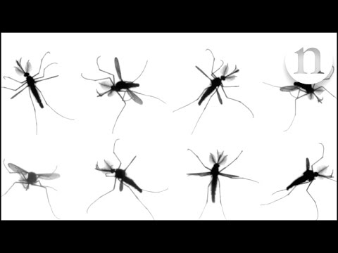 How High In The Air Do Mosquitoes Fly