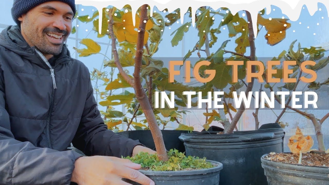 It's Getting Cold! What Should I do With my Fig Tree in the Winter ...