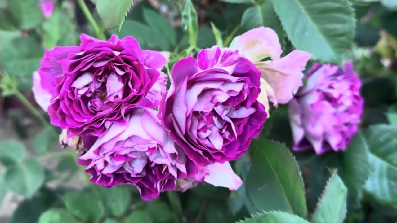 Cosmic Clouds Rose spring 2025 - YouTube