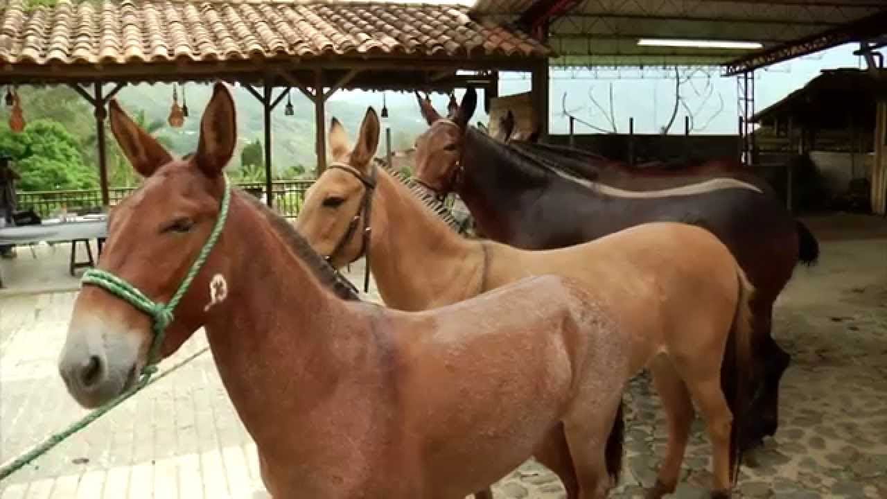 Importancia del Herraje en las Mulas - TvAgro por Juan Gonzalo Angel ...