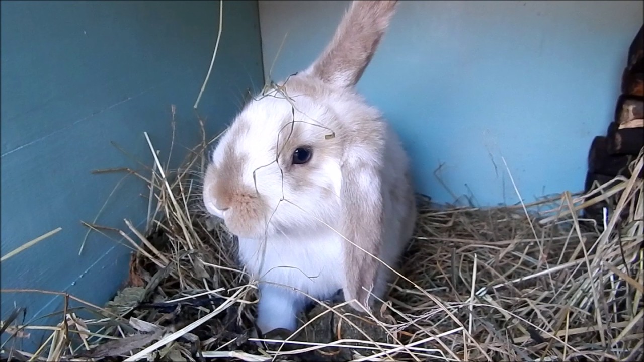 Benji the baby rabbit - YouTube
