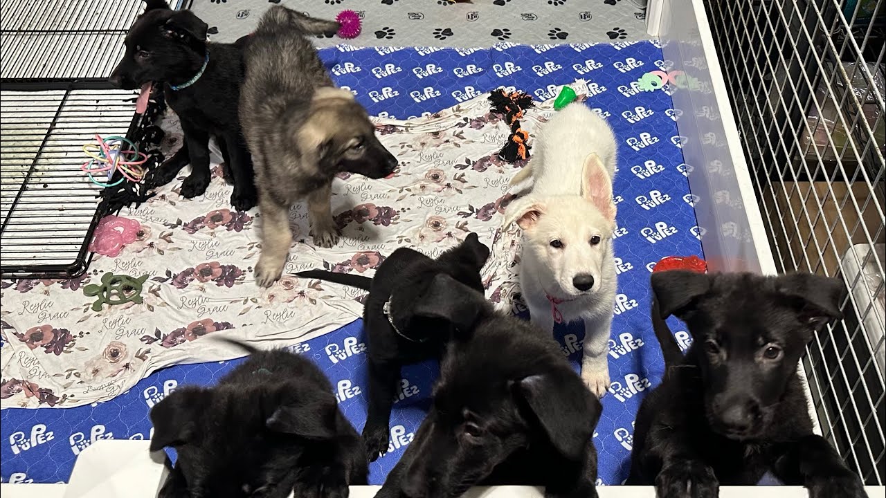 Shout-out’s 🐶 20 puppies almost gone🥺 #puppy #puppies #dog #doglover # ... Shout-out’s 🐶 20 puppies almost gone🥺 #puppy #puppies #dog #doglover # ...