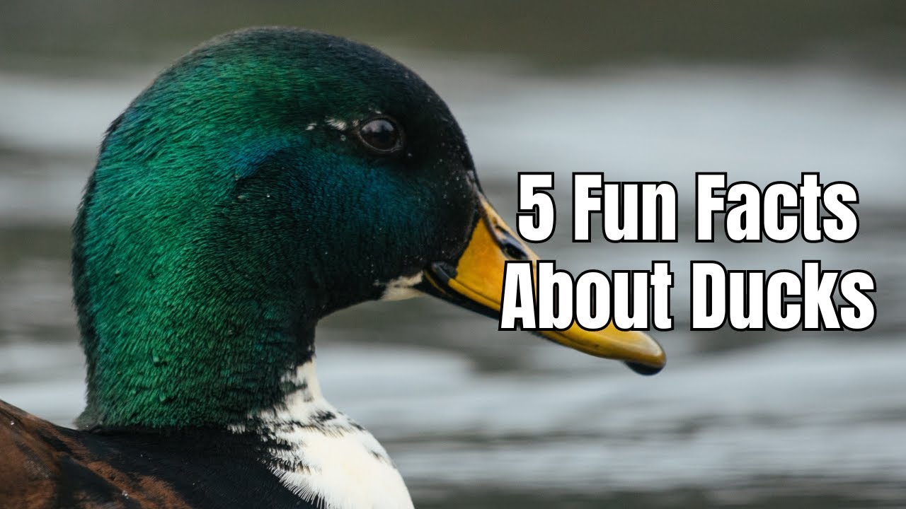 Learn Fun Facts About Ducks - YouTube
