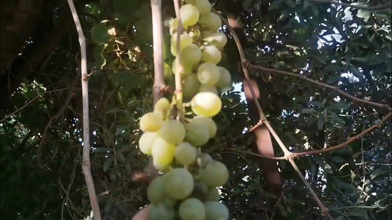 DAMING BUNGA NG GRAPES SA BAKURAN NAMIN KONG SA PINAS LANG ITO UBOS NA ITO PITAS #Greengrapes ...