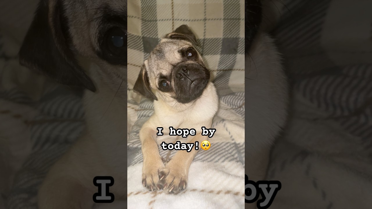 HAVE A GREAT DAY! 💙🥺 #cute #funny #dog #puppy #foryou #trending #shorts ...