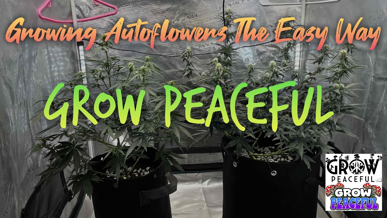 Easiest Way To Grow Auto Flowers Hands Down - Weekly Update - Grow ...