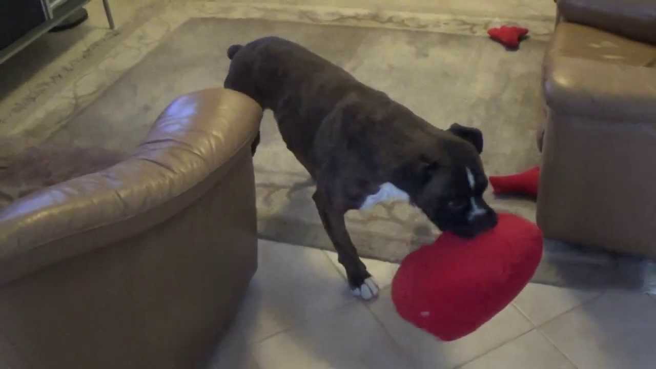 BOXER AND HEART - YouTube