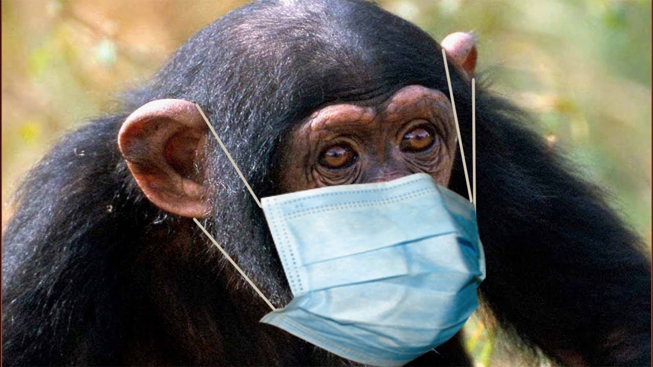 Monkey's sneeze #shorts - YouTube