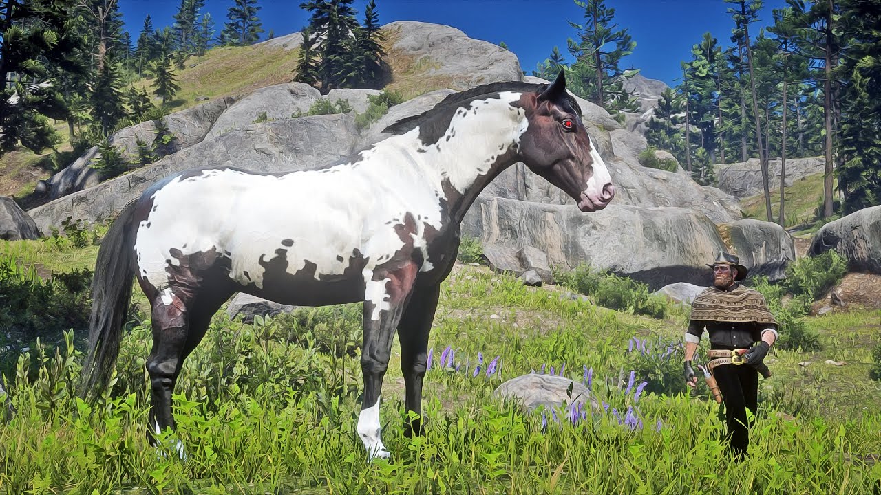 Arthur Morgan finds a beautiful Criollo Bay Frame Overo horse at Big ...