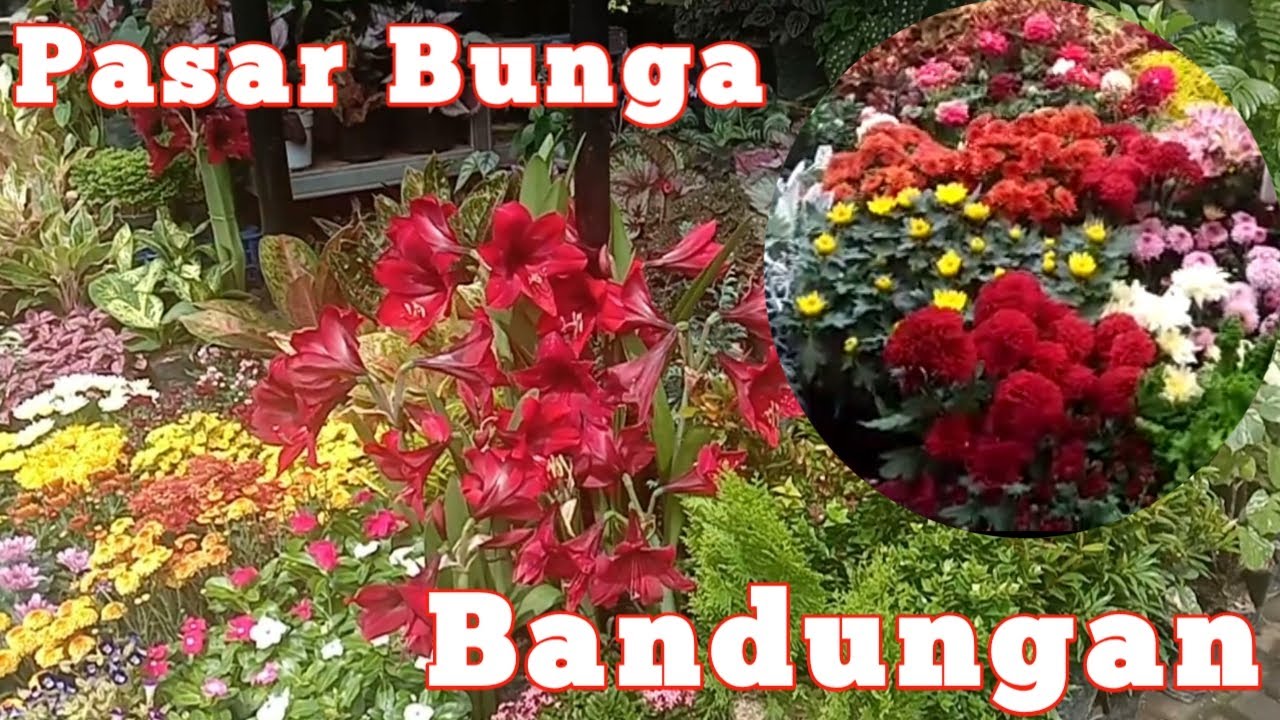 Pasar Bunga Bandungan || Semarang - YouTube
