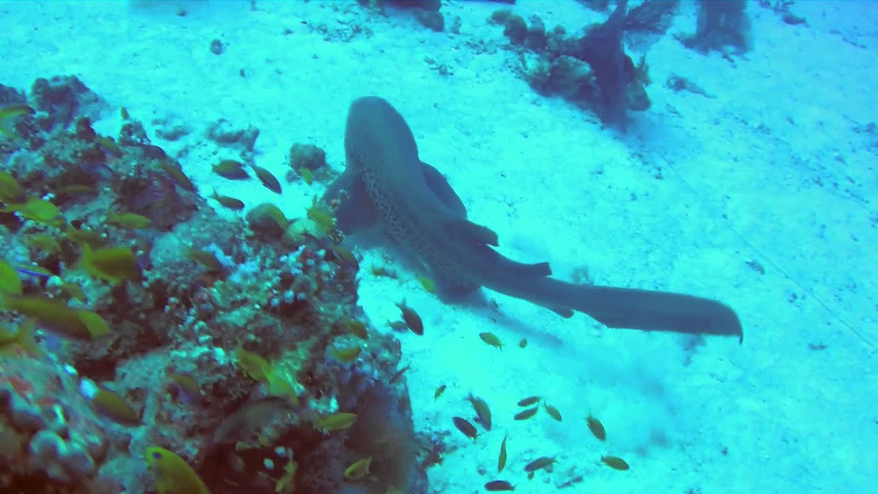Squalo zebra a Jackson Reef - YouTube