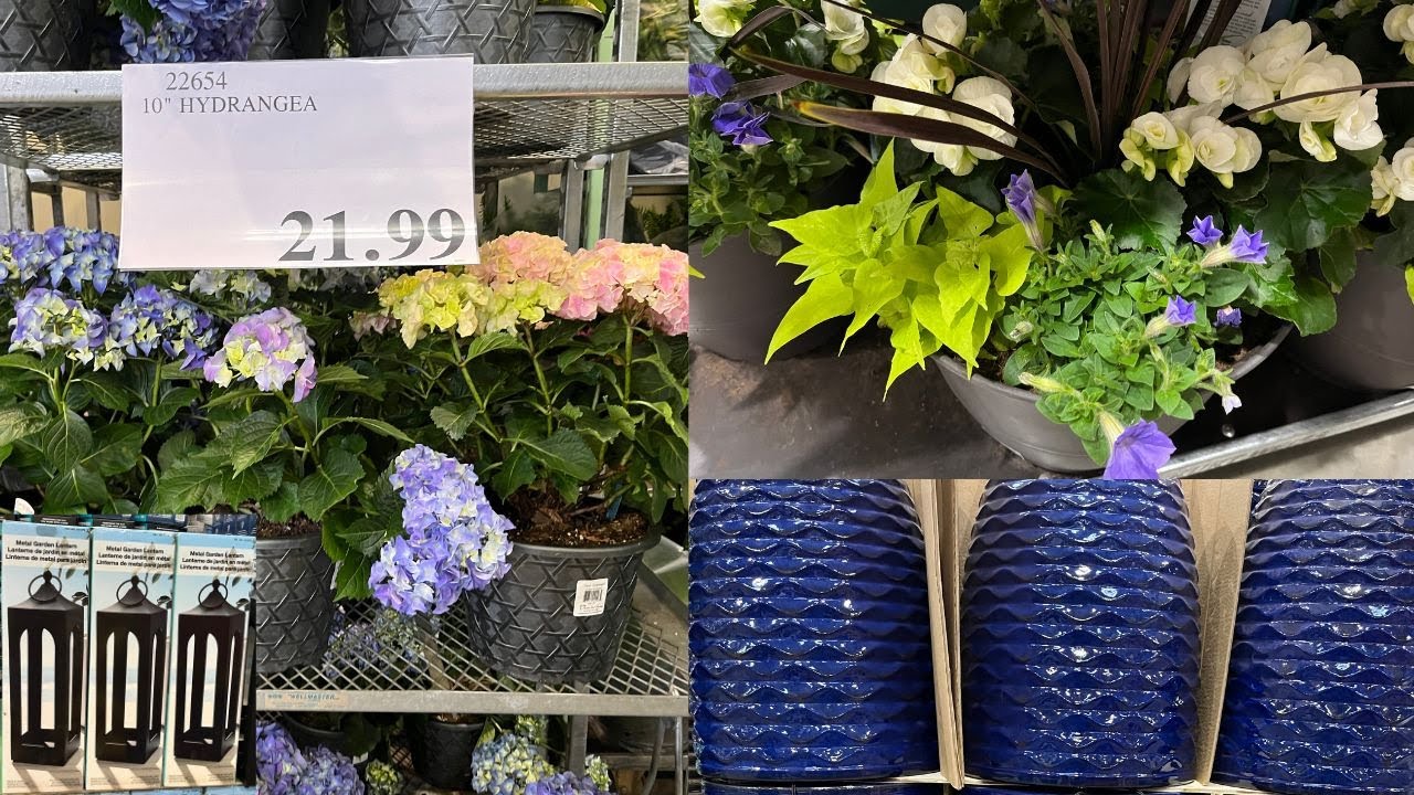 COSTCO New Arrivals For Your Garden And Planters YouTube costco-new-arrivals-for-your-garden-and-planters-youtube
