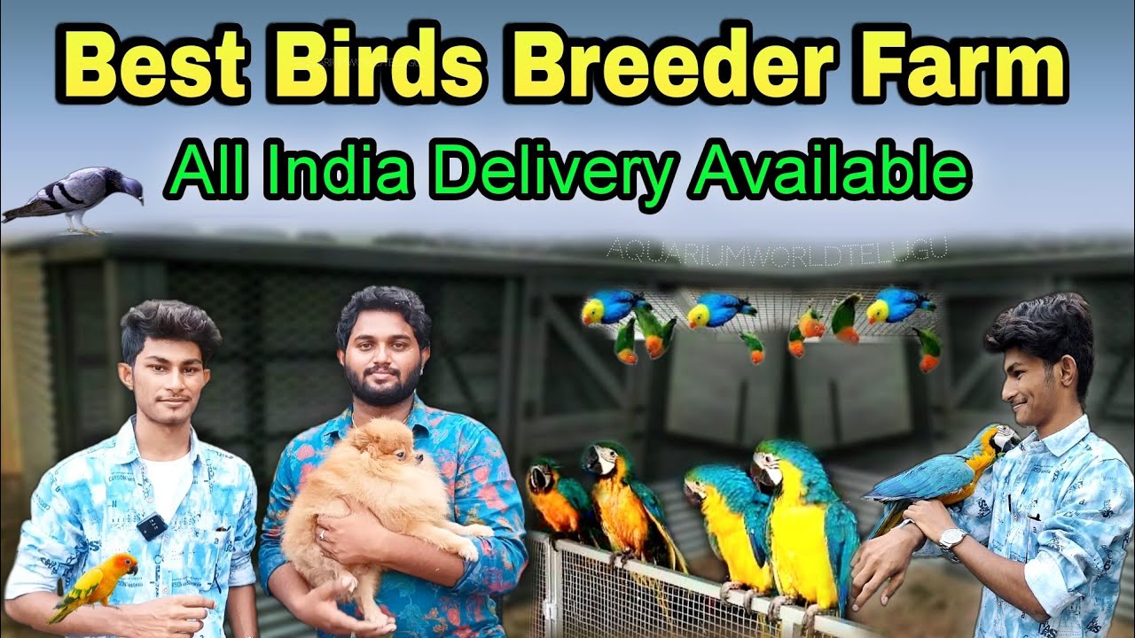 Birds Breeder Farm in India : All Exotic Birds : talking parrot : pets : Aquarium World Telugu ...