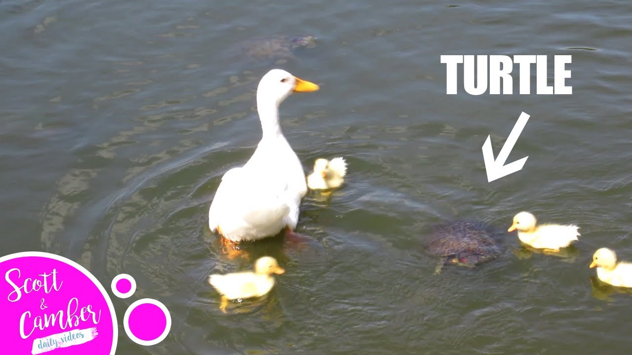 Snapping Turtle Eating Duck