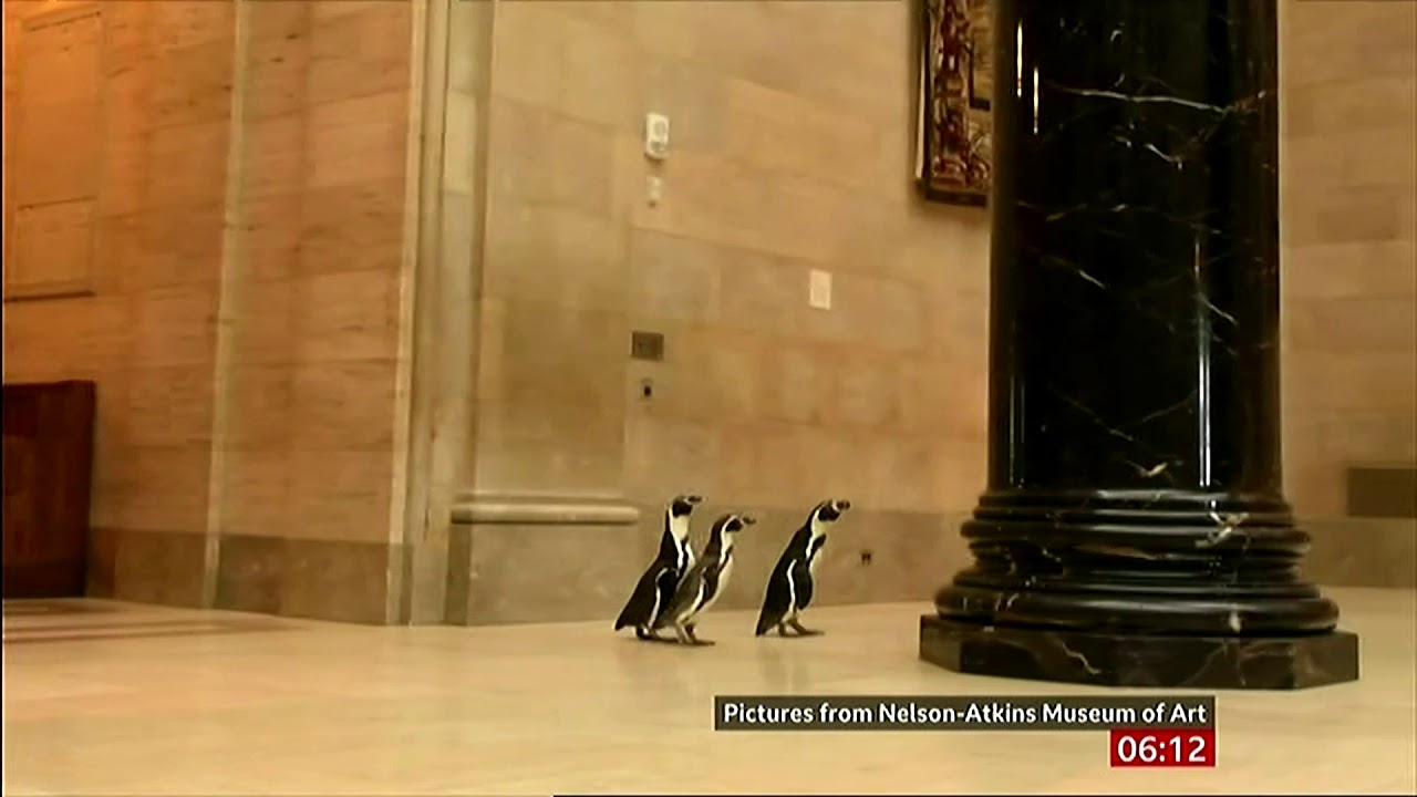 BBC breakfast : Penguins viewing the pictures in art gallery - YouTube