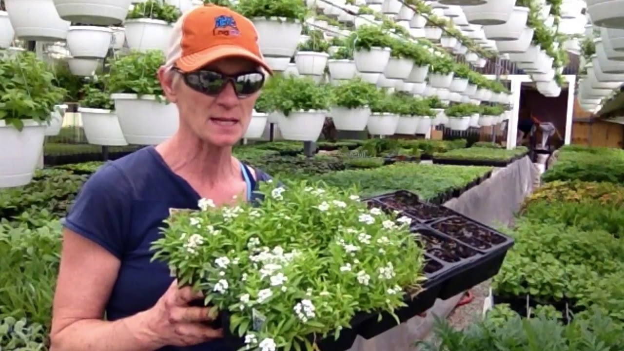 A Day In The Greenhouse With Jamie - YouTube