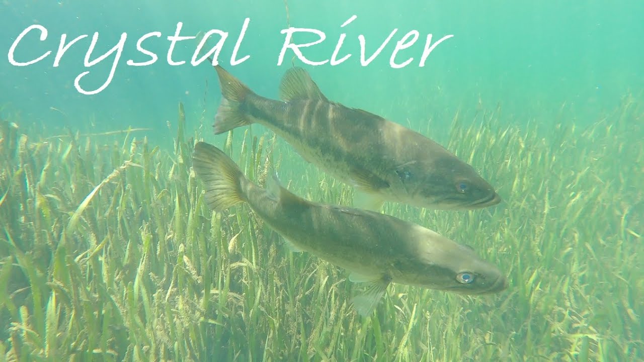 Snorkeling in Crystal River, Florida (manatee, mating bass, spring cave ...