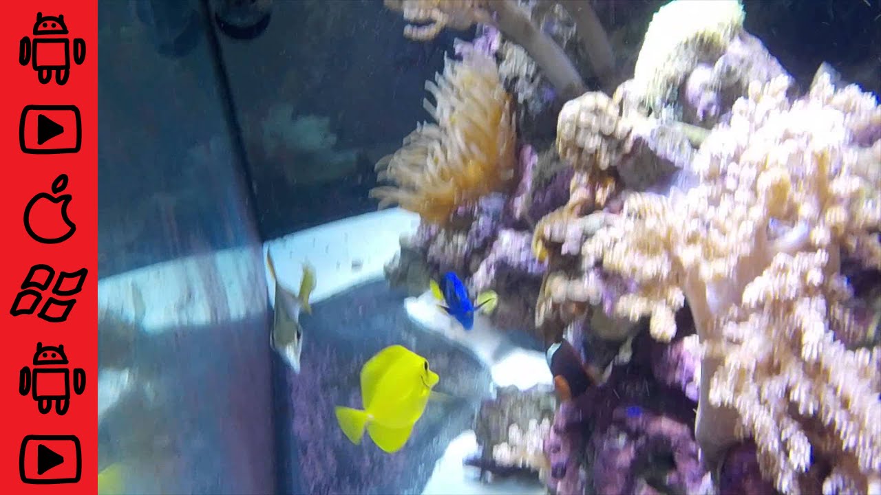 Nikon Coolpix S32 waterproof camera inside of saltwater fish tank - YouTube