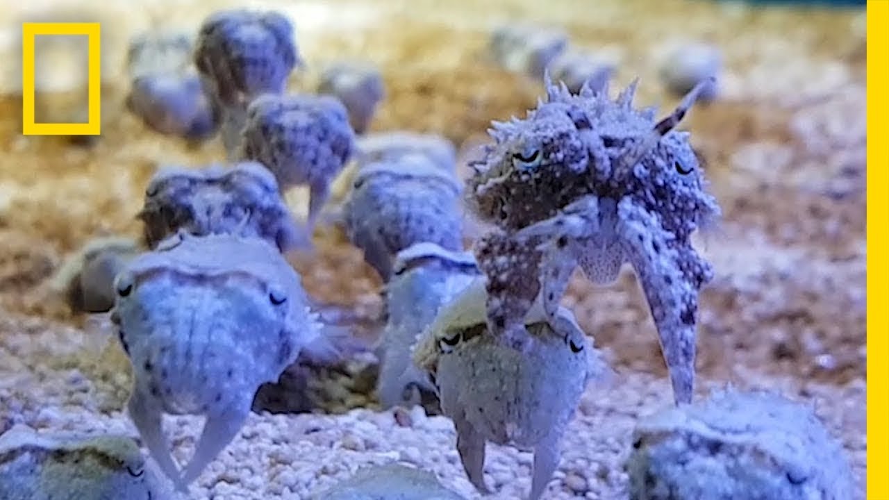 Cuttlefish Mimics Crab