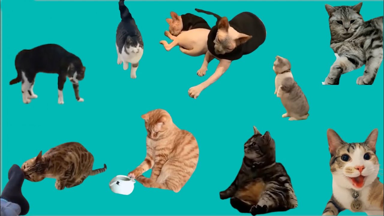 TALKİNG CATS DOGS 23 ( Very Funny Baby Cat Dog Videos ) - YouTube