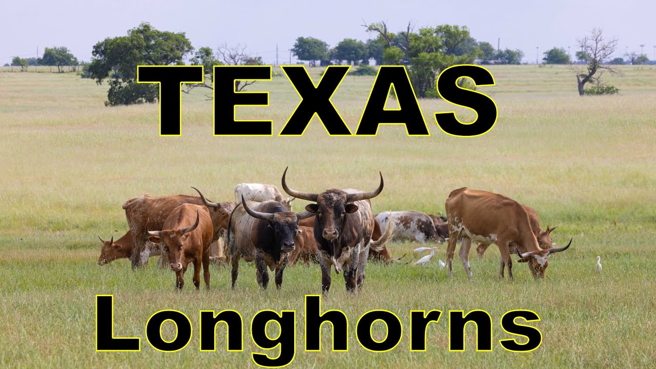 Lets Visit the Longhorns of Brinkmann Ranch !! - YouTube