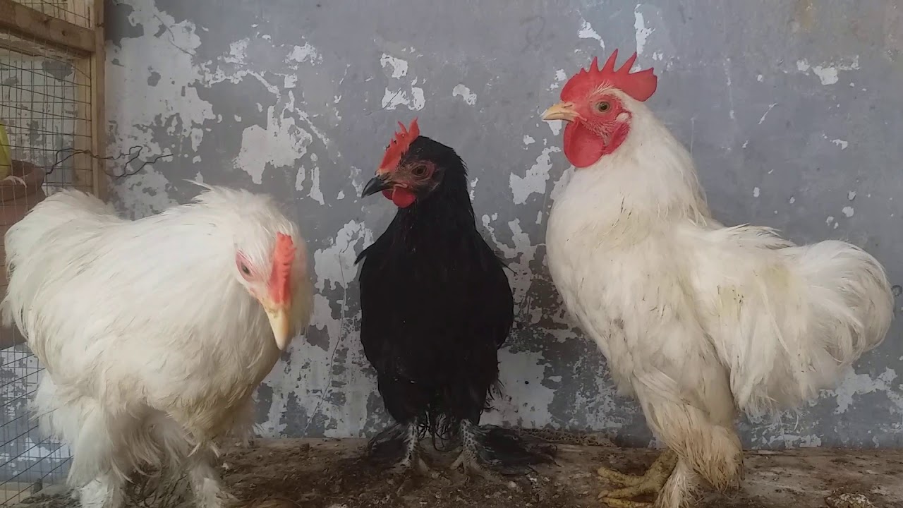 Visit my setup hens, bantom hens,budgies parrot,finch sparrow,fancy hen ...