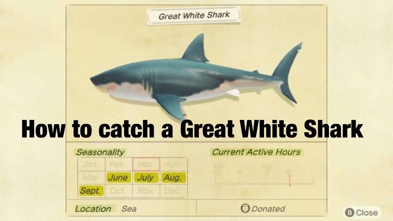How to Catch a Great White Shark In Animal Crossing New Horizons! - YouTube