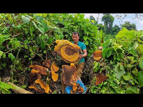 Two days living in the forest to collect honey, De life vn