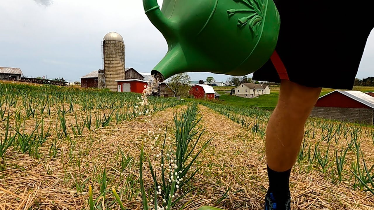 Fertilizing Garlic In A Very UNIQUE Way! - YouTube