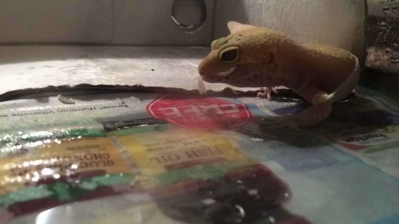 Leopard Gecko shedding timelapse - YouTube