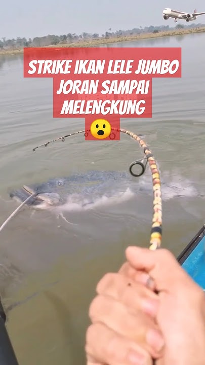 OH MY GOD! MANCING DI SUNGAI KECIL STRIKE IKAN LELE RAKSASA JORAN SAMPAI MELENGKING #fishing # ...