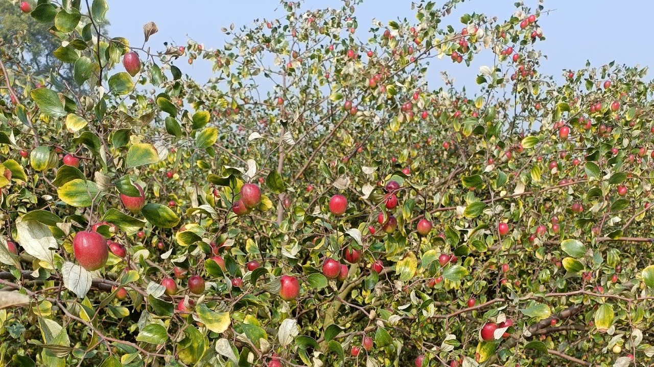 Kashmir Red Apple Ber | Miss India Apple Ber - YouTube