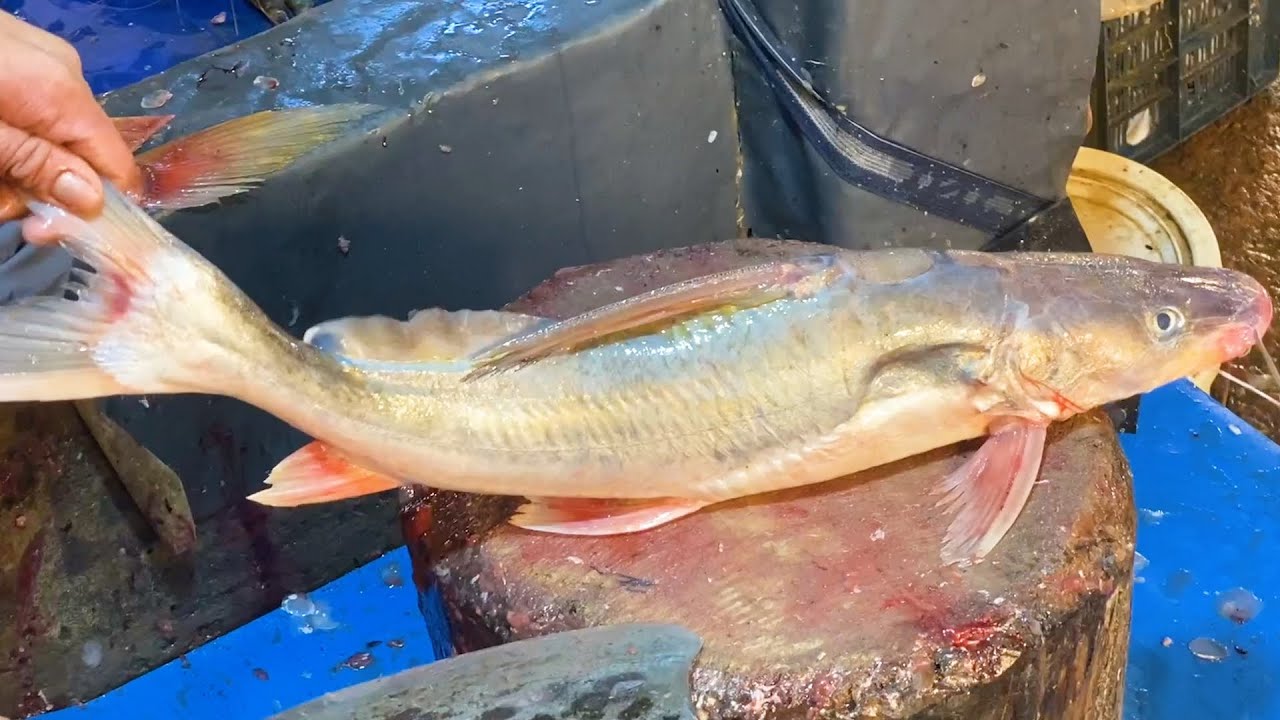Amazing Rear and Expensive Bangladeshi Popular Ayer Fish Cutting Skills ...