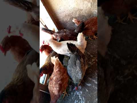 Bugün  kümesimi temizledim