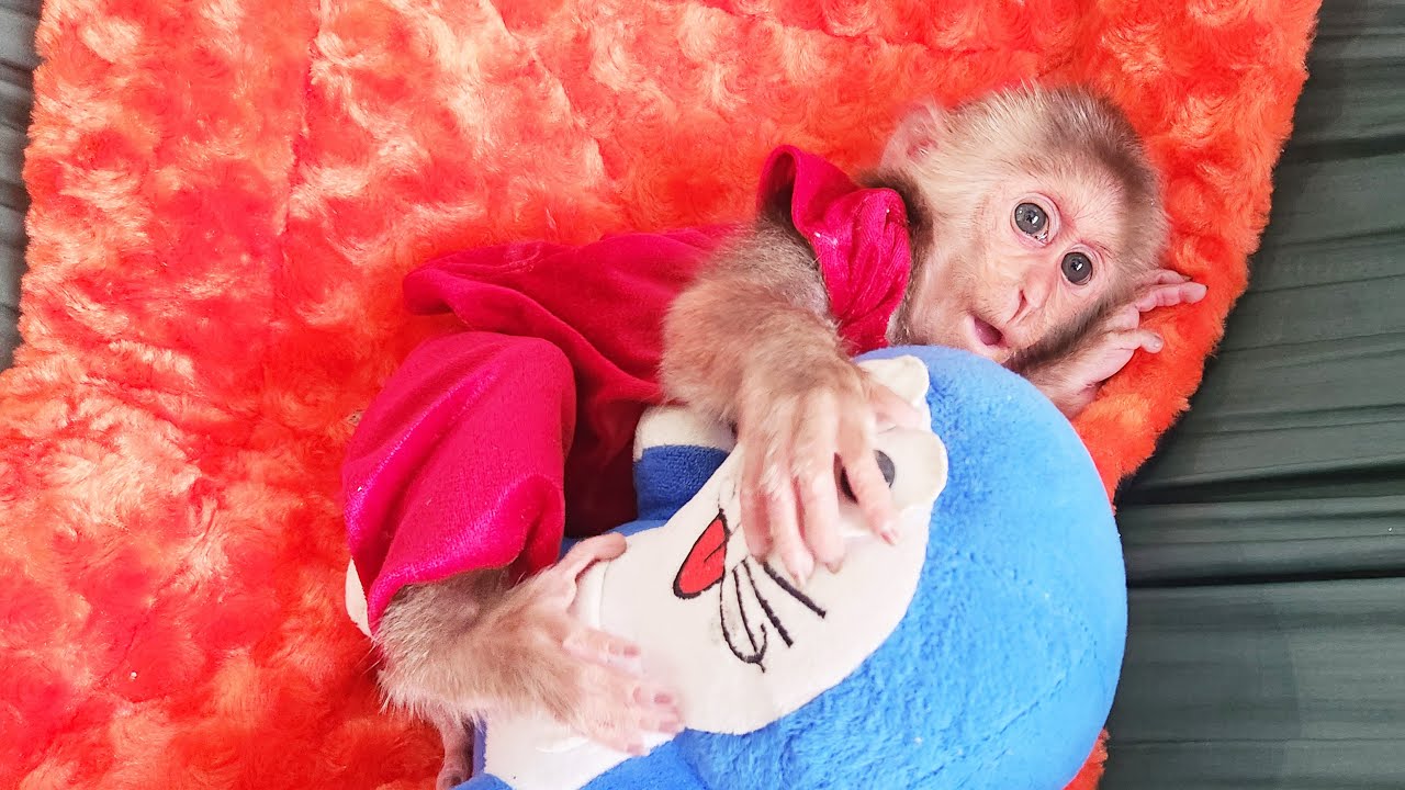 Super cute sleeping Bibo monkeys - YouTube