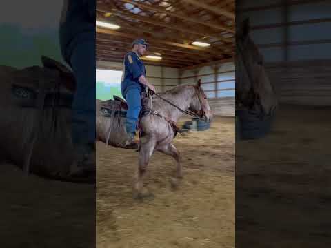 Red roan draft cross - YouTube
